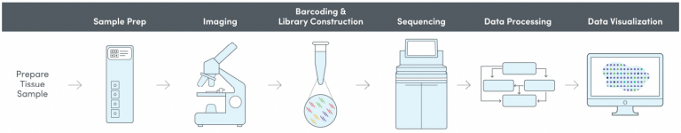 NGI Sweden » Visium 3´- PolyA-based