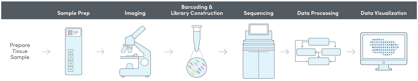 NGI Sweden » Visium 3´- PolyA-based
