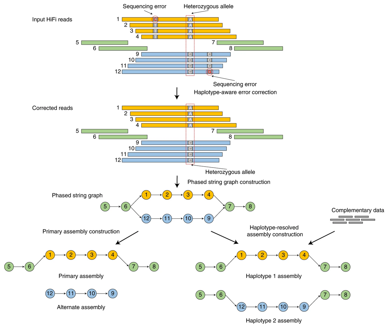 NGI Sweden » Genome assemblies with HiFi data