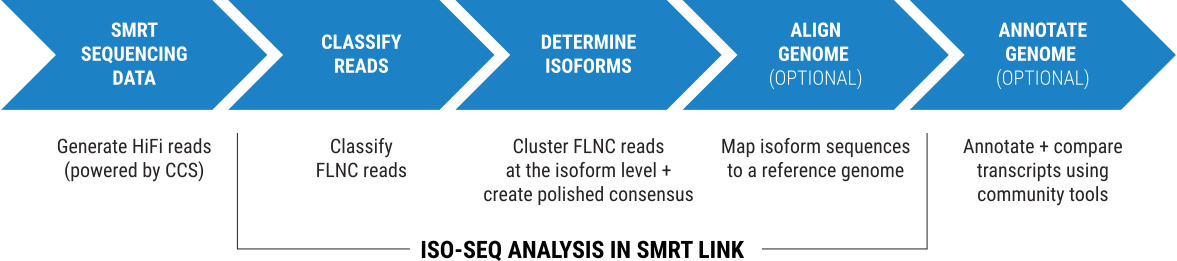 NGI Sweden » PacBio Iso-Seq Analysis