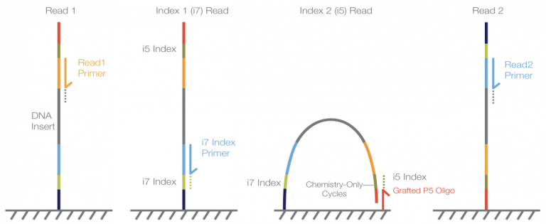 NGI Sweden » Index guidelines for Illumina sequencing