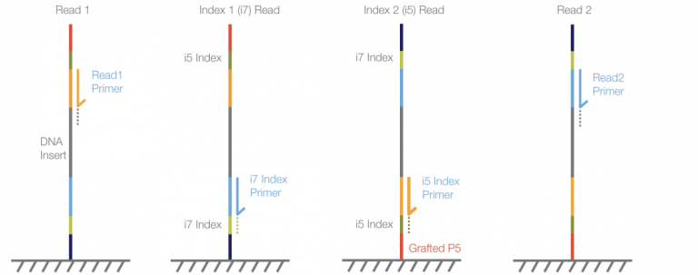 NGI Sweden » Index guidelines for Illumina sequencing