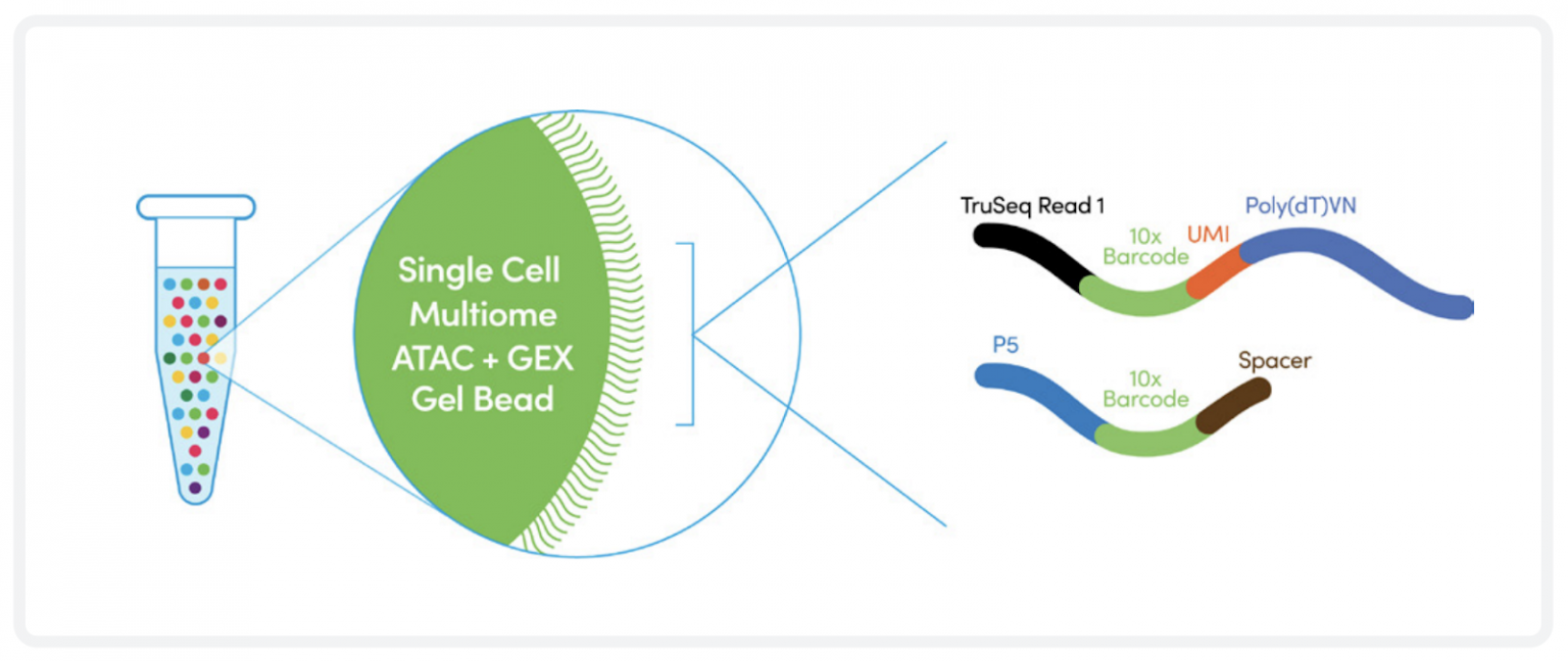NGI Sweden » 10X Genomics Epi Multiome ATAC + Gene Expression