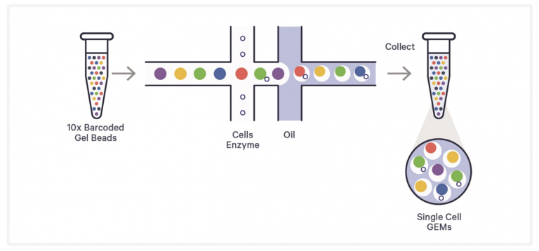 NGI Sweden » 10X Genomics Universal 3’ /5’ Gene Expression (GEM-X or ...