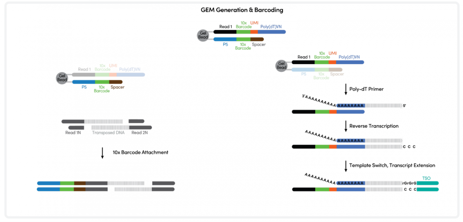 NGI Sweden » 10X Genomics Epi Multiome ATAC + Gene Expression