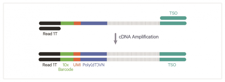 NGI Sweden » 10X Genomics Universal 3’ /5’ Gene Expression (GEM-X or ...