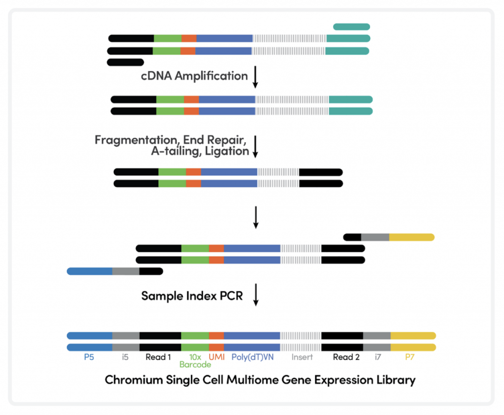 NGI Sweden » 10X Genomics Epi Multiome ATAC + Gene Expression