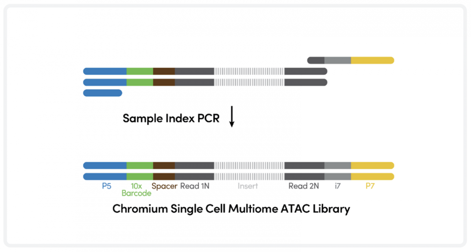 NGI Sweden » 10X Genomics Epi Multiome ATAC + Gene Expression